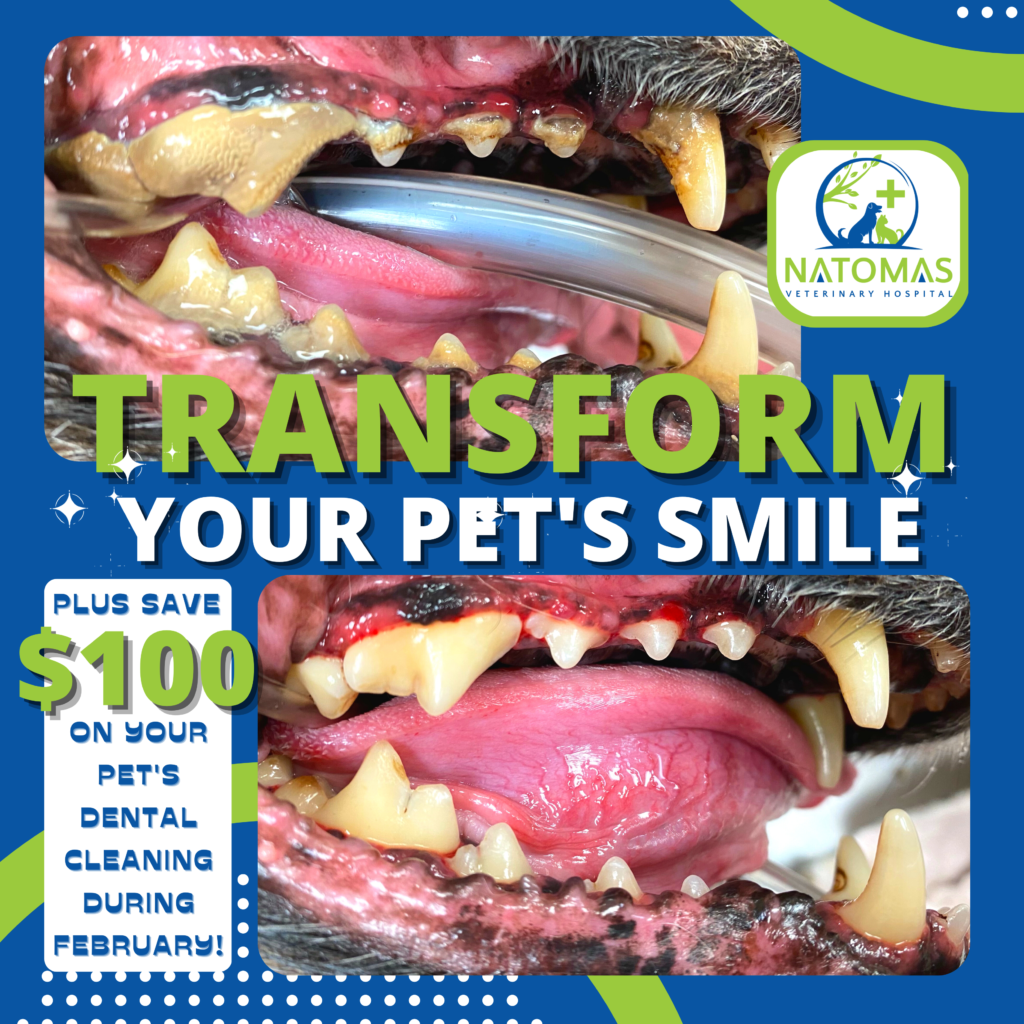 Specials - Natomas Animal Hospital